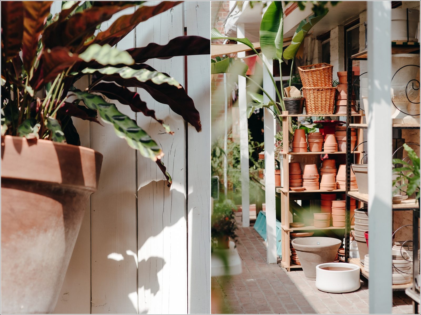 Big Lush Plants & Flowers - sarahlaughlandphotography.com