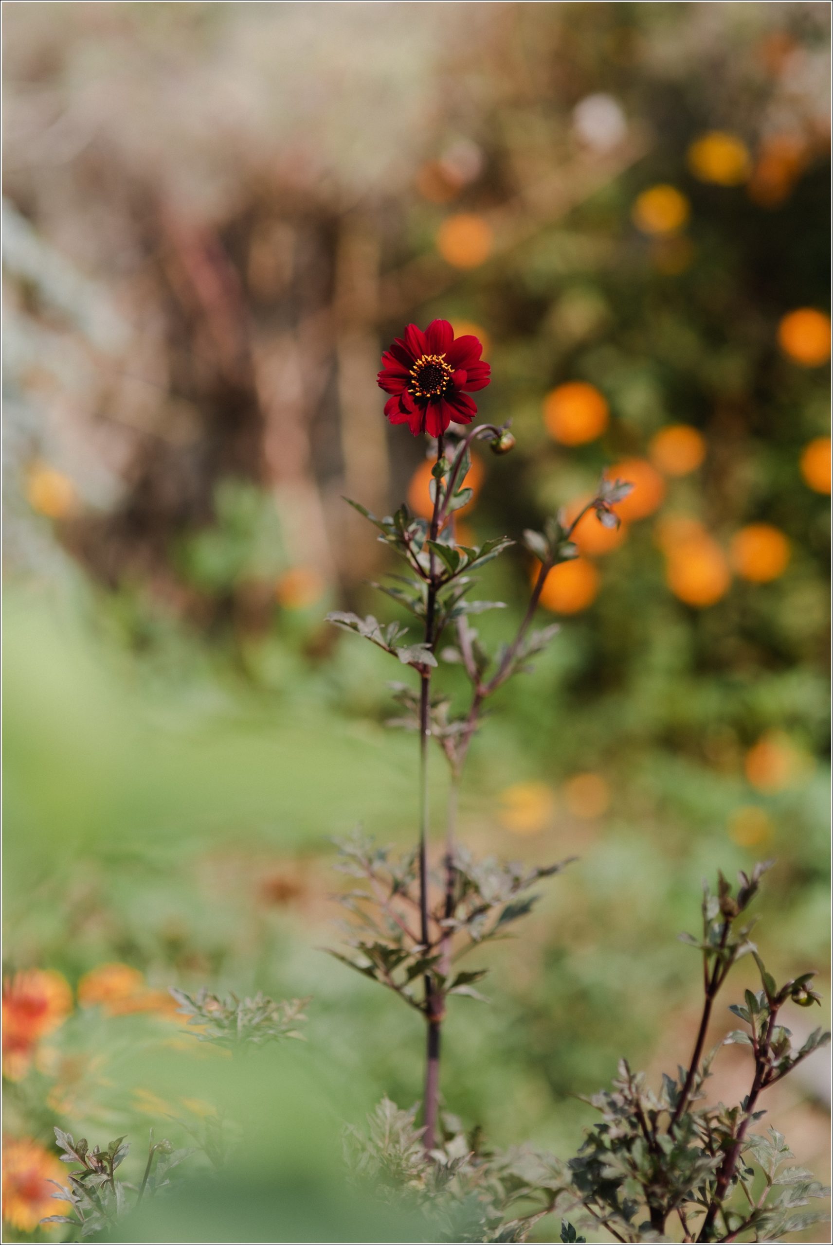 Big Lush Plants & Flowers - sarahlaughlandphotography.com