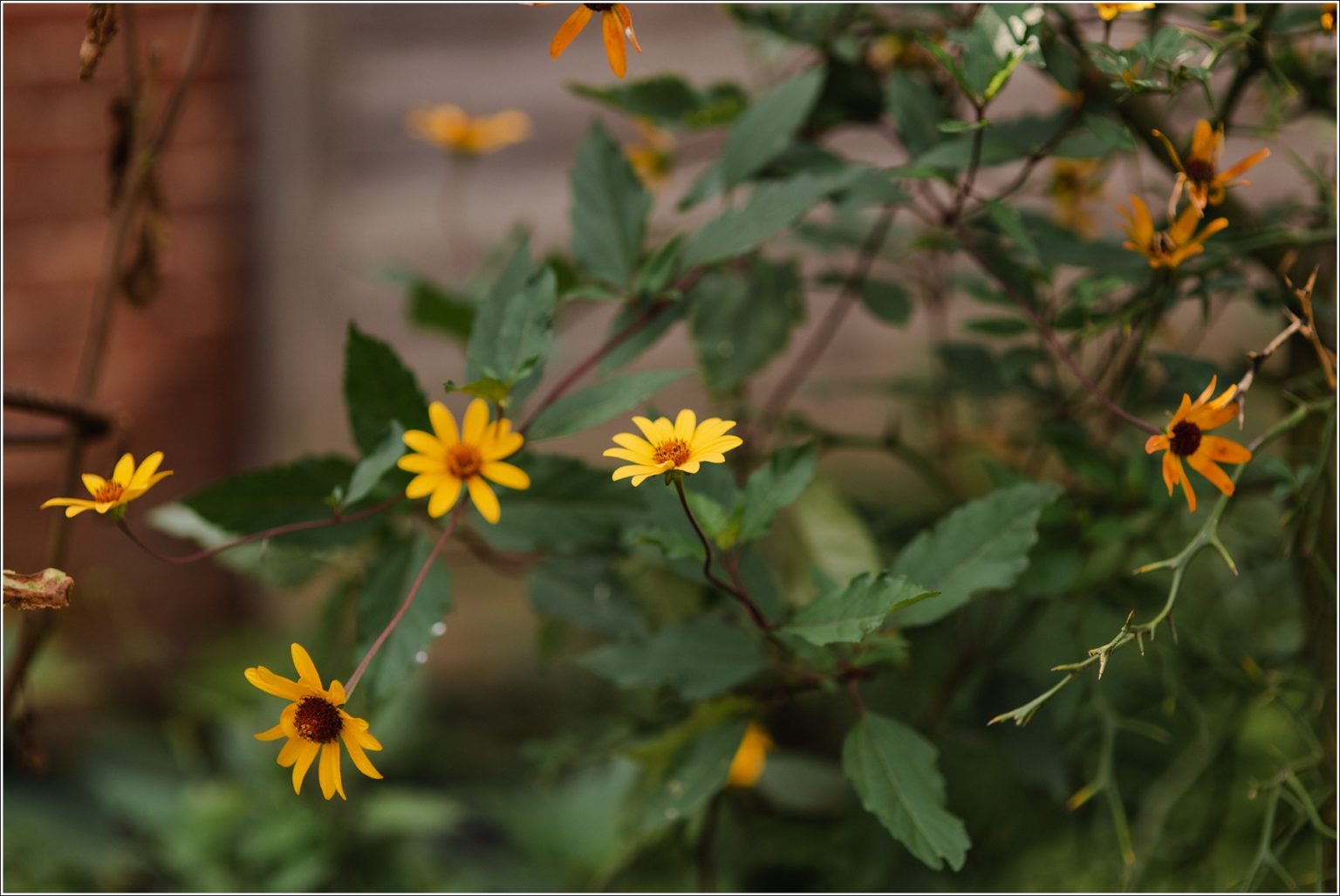 Big Lush Plants & Flowers - sarahlaughlandphotography.com